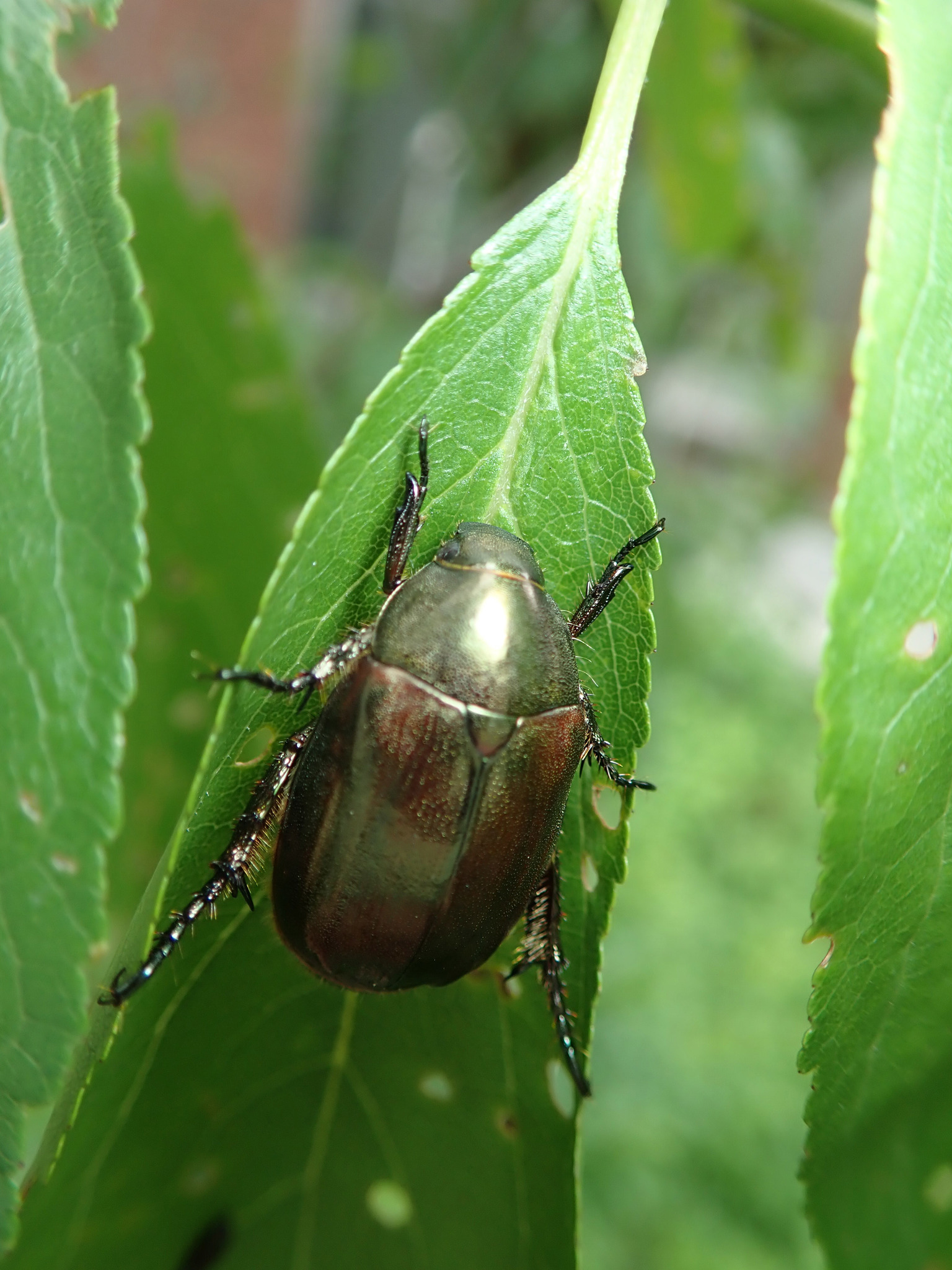 Anomala cuprea (Hope, 1839)