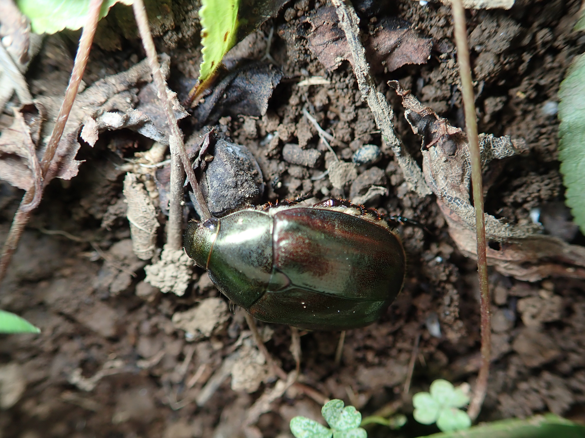 Anomala cuprea (Hope, 1839)