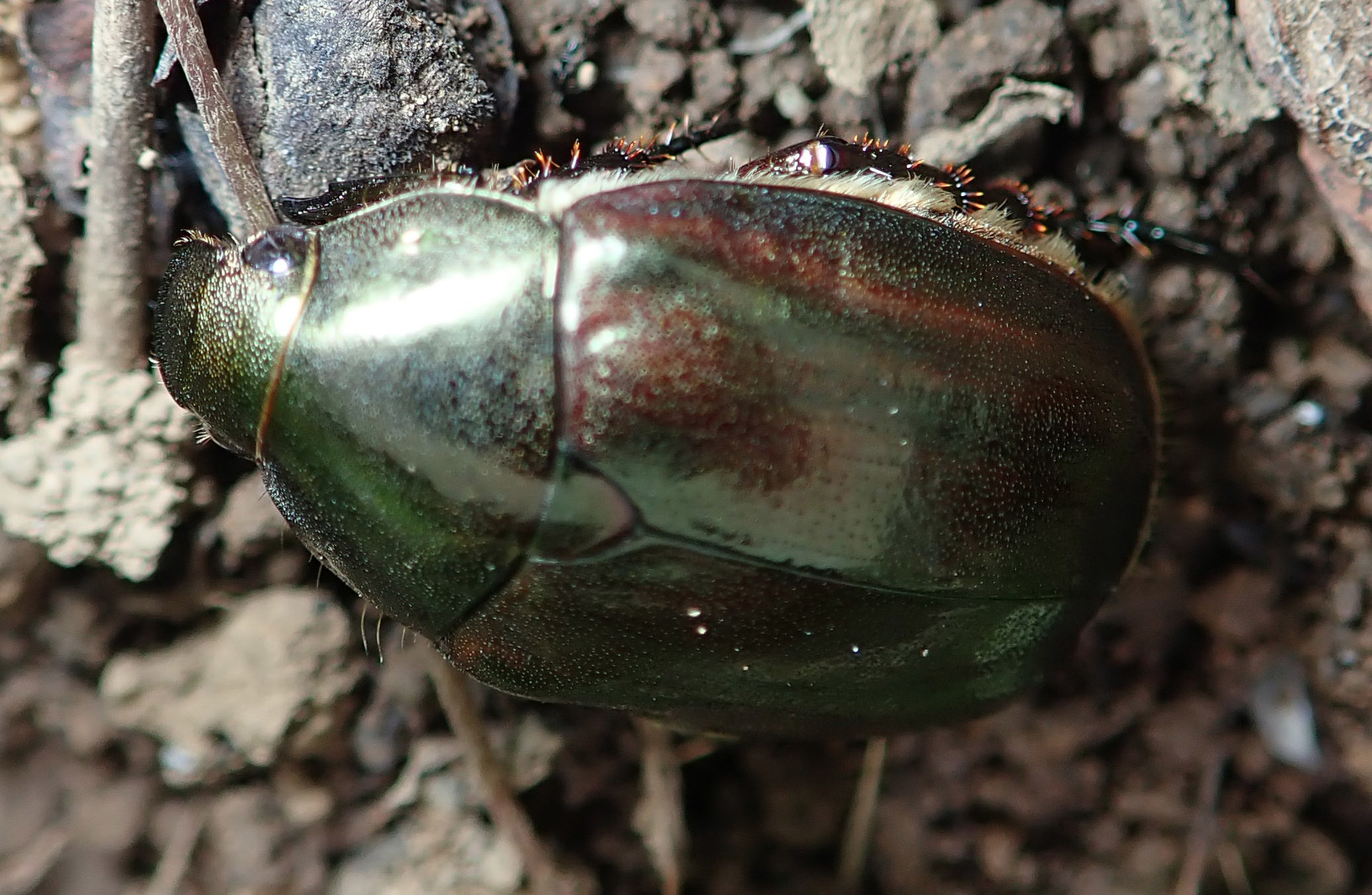 Anomala cuprea (Hope, 1839)