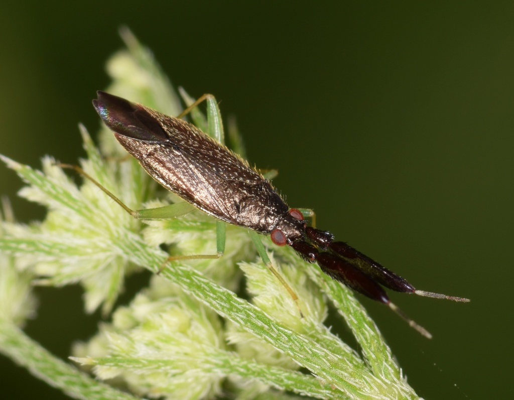 Heterotoma merioptera from Avrupa Yakası, İstanbul, Türkiye on June 21 ...