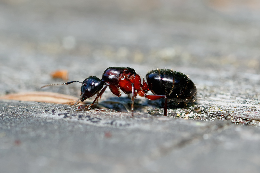Brown-black Carpenter Ant in June 2020 by Marko Vertainen. Yksinäinen ...