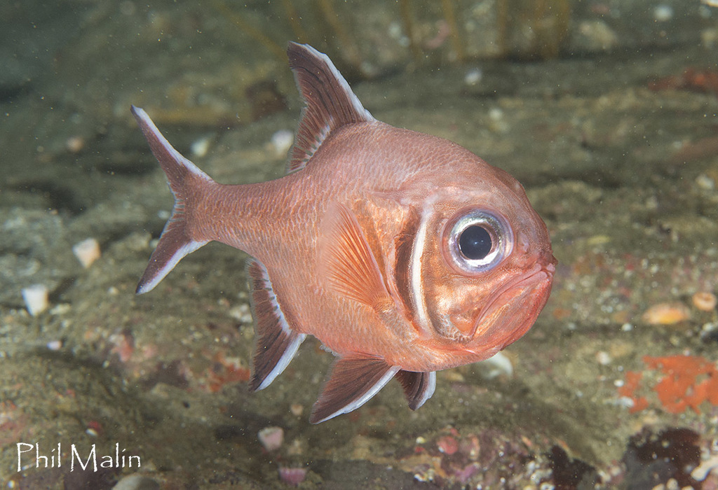 Southern Roughy (Trachichthys australis) - Marine Life Identification