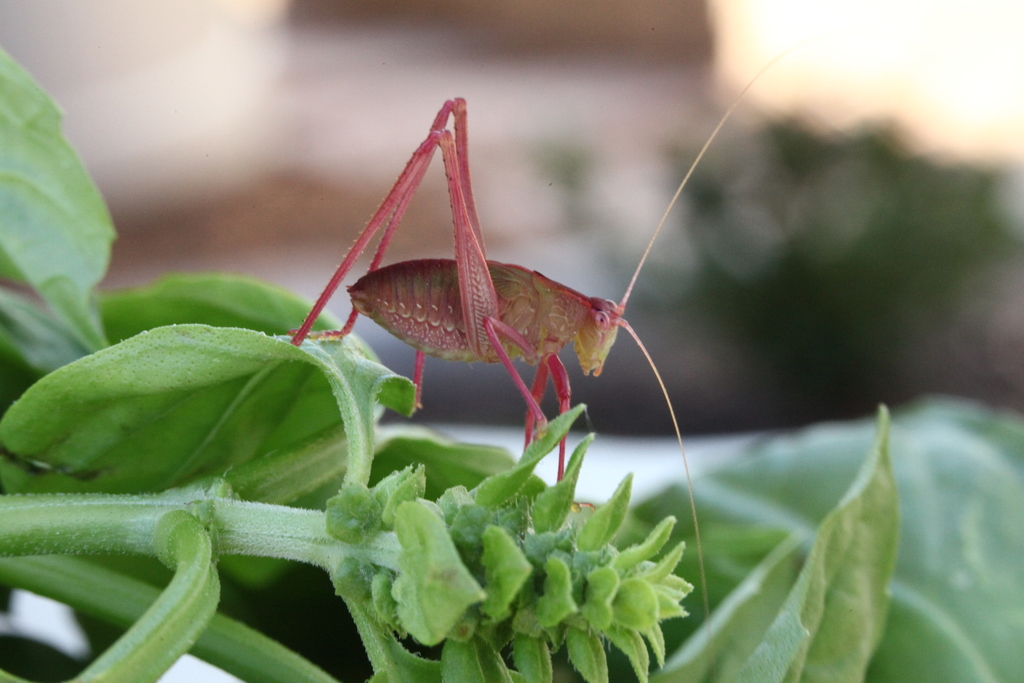 Australian Common Garden Katydid from Albany WA 6330, Australia on ...