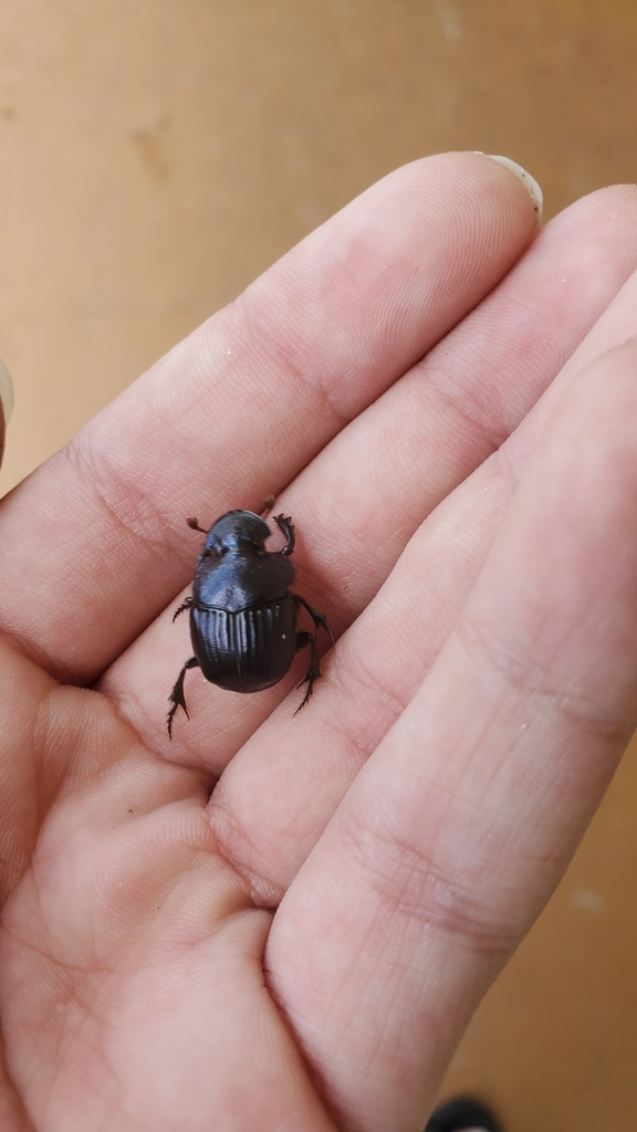 Burrowing Dung Beetles in May 2020 by crabait · iNaturalist
