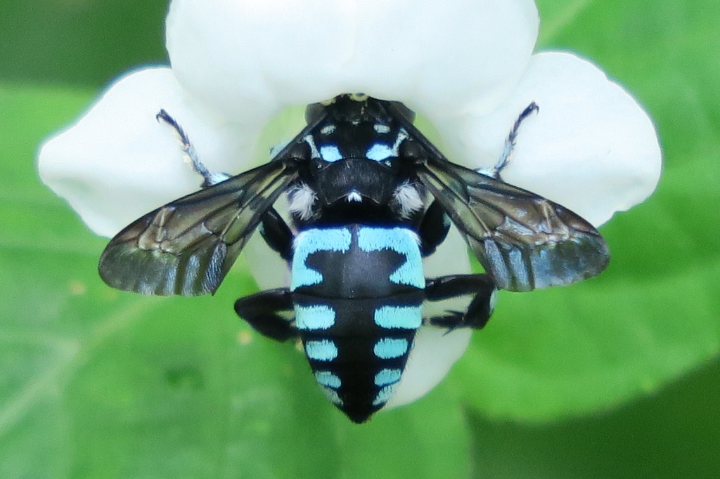 Black-notched Cloak-and-dagger Bee from Punggol, Singapore on July 11 ...