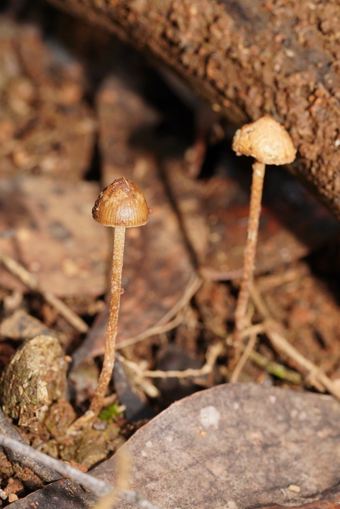 Psilocybe alutacea from Gembrook VIC 3783, Australia on July 10, 2020 ...