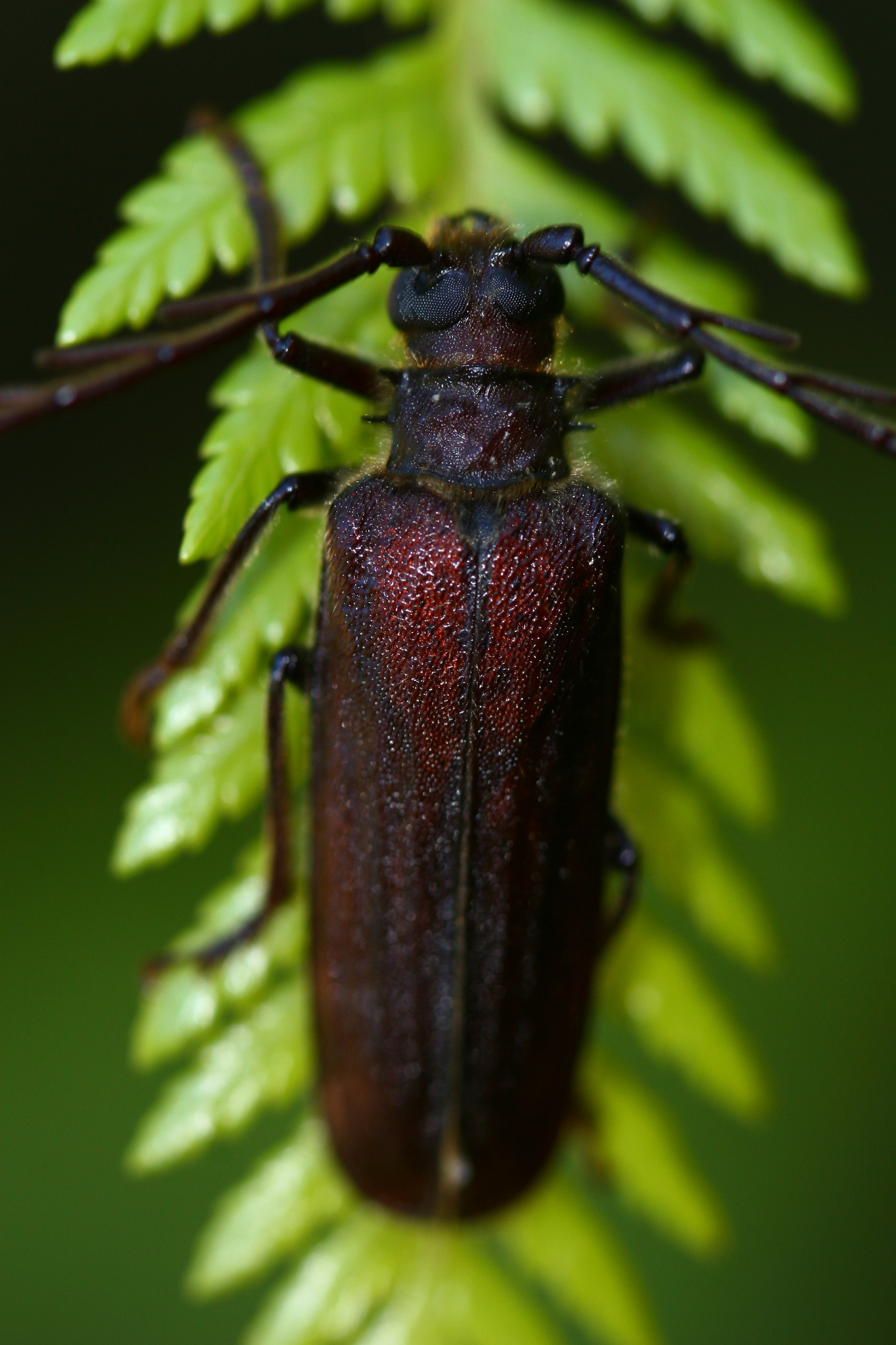 Microplophorus magellanicus Blanchard, 1851