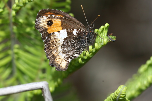 Nelia nemyroides · iNaturalist