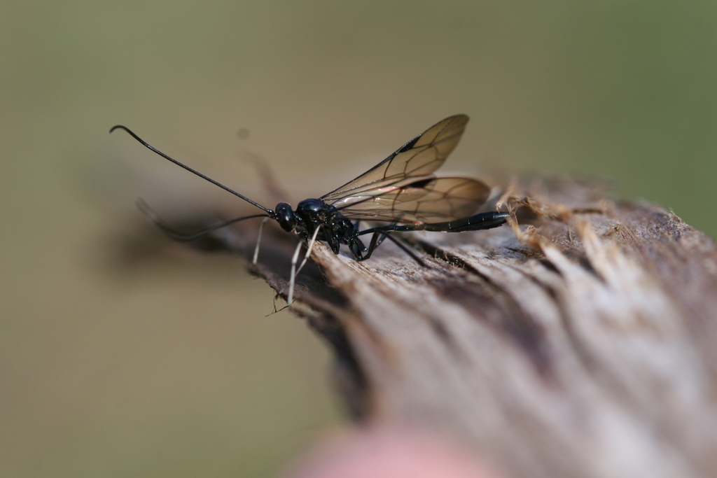 Ichneumonid Wasps from Senda Darwin, Chiloé Province, Los Lagos, Chile ...