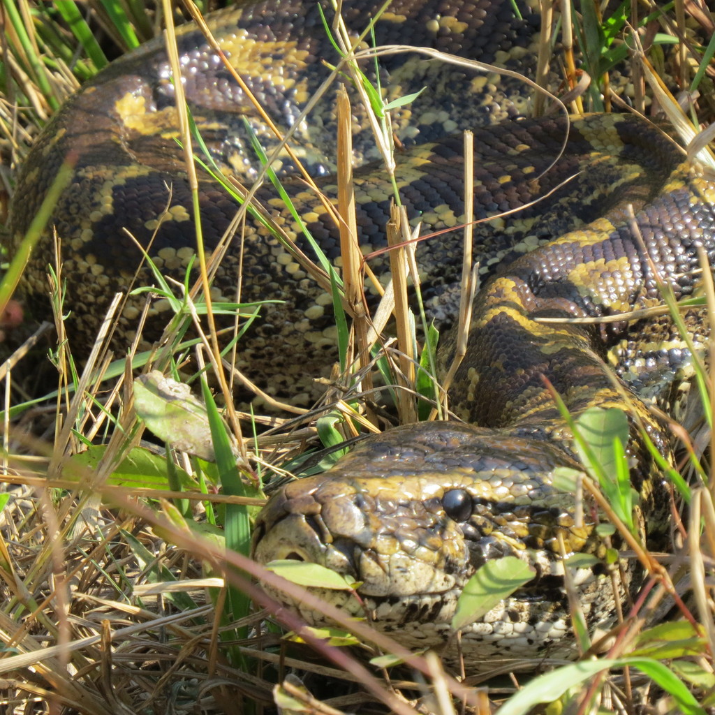 Southern African Python from Mbuluzi Game Reserve, Eswatini on July 11 ...