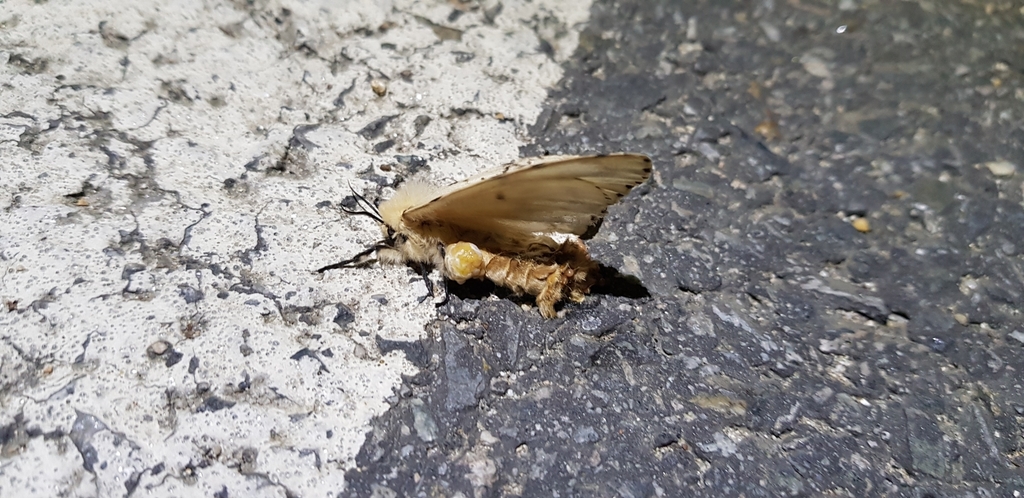 Spongy Moth from Chungju-si, Chungcheongbuk-do, South Korea on July 11 ...