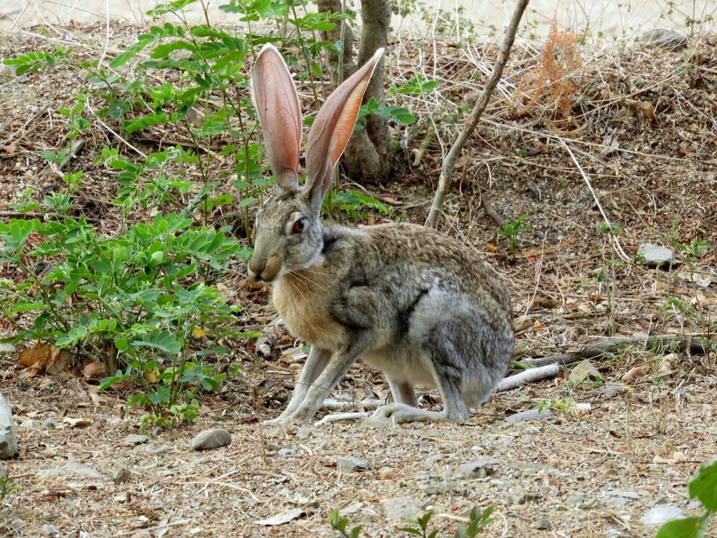 Antelope Jackrabbit (Lepus alleni) - Know Your Mammals