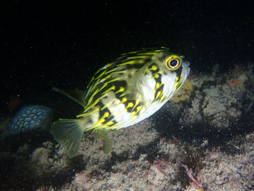 Globefish (Diodon nicthemerus) - Marine Life Identification