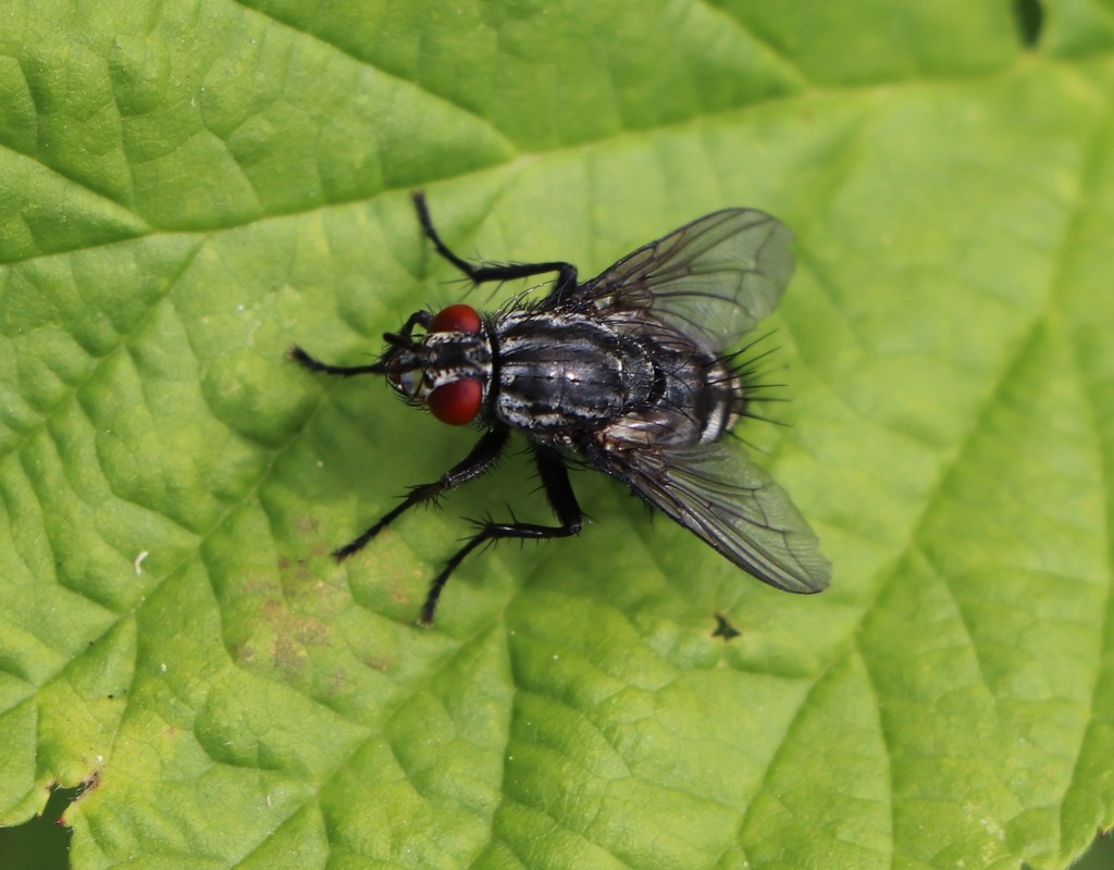 Common Flesh Flies from 8210 Odrga, Slovenia on July 11, 2020 at 12:33 ...