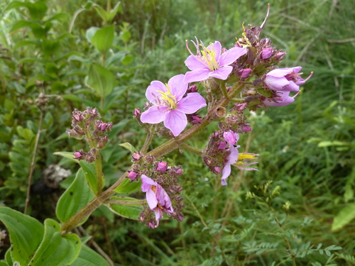 Genus Dupineta · iNaturalist