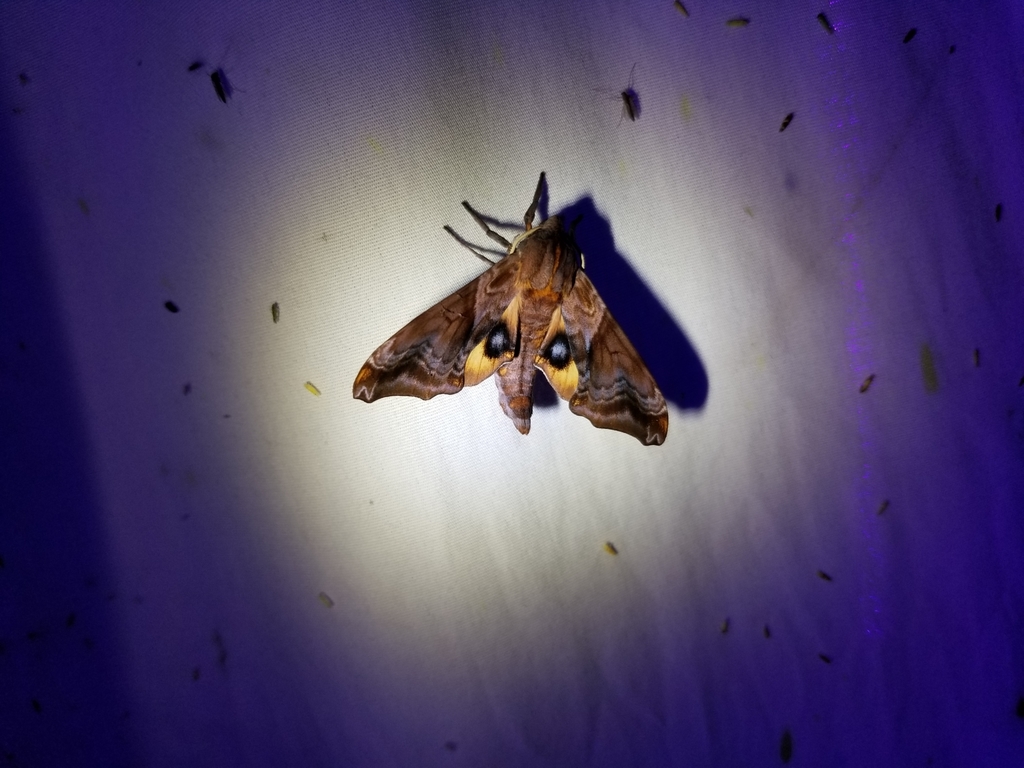 Small-eyed Sphinx from Woodbine, MD 21797, USA on July 10, 2020 at 09: ...