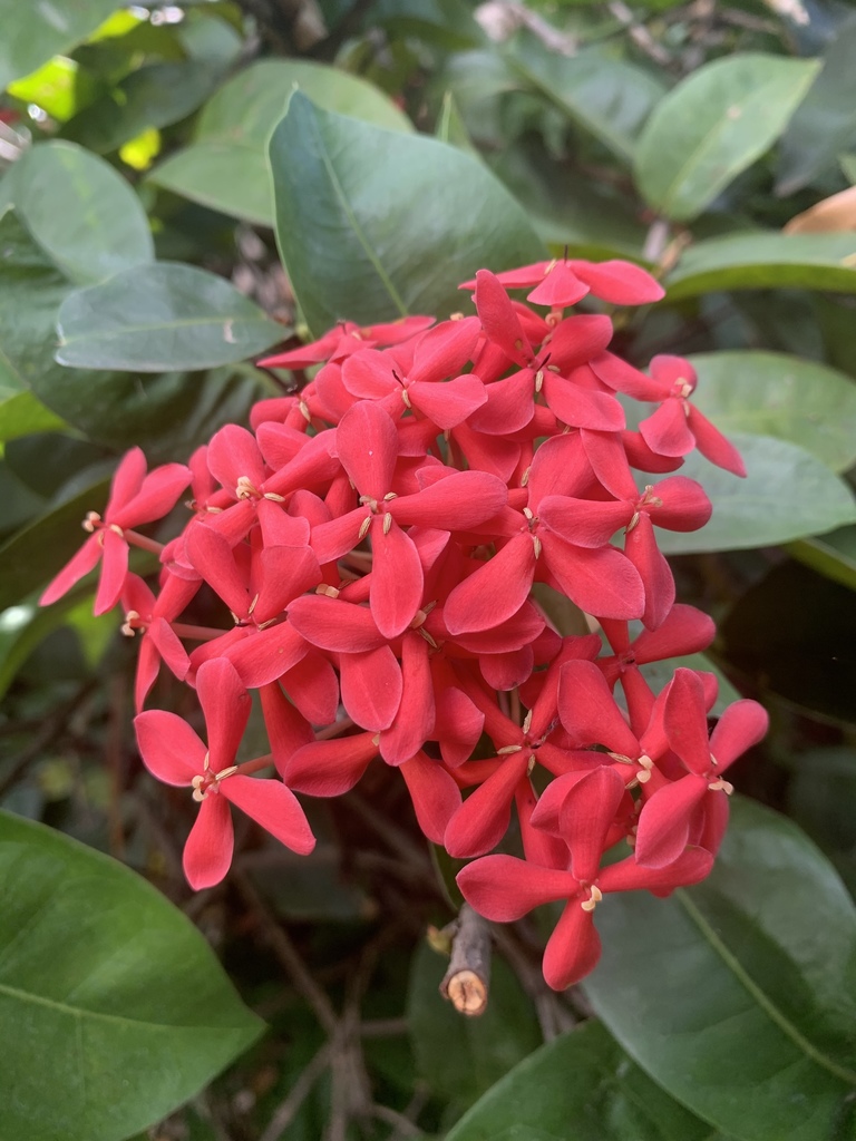 Jungle flame (Flora of Kanniyakumari district ) · iNaturalist