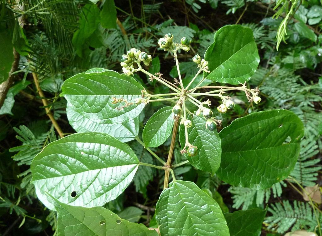 (Clerodendrum formicarum) - Botanical Realm