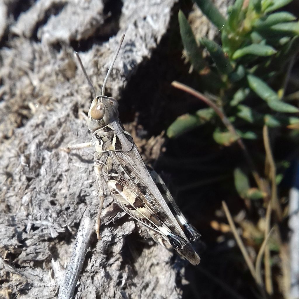 Moroccan Locust from Sulina 825400, Romania on July 2, 2020 at 09:32 AM ...