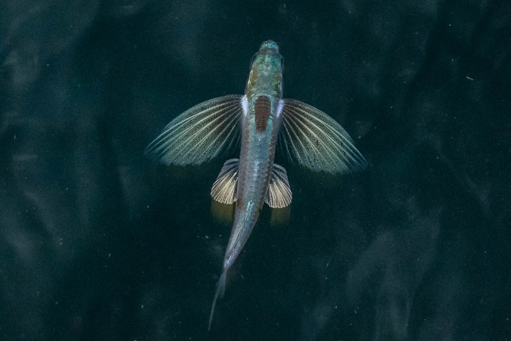 African Sailfin Flyingfish from Whitsundays QLD 4802, Australien on ...