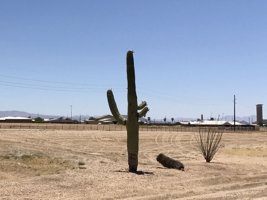 saguaro from General Blanchard Golf Course, Tucson, AZ, US on June 11 ...