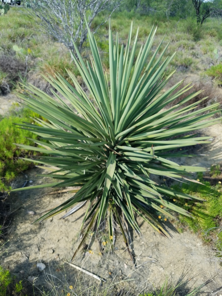 Spanish dagger from Webb, Texas, United States on June 5, 2017 at 05:23 ...