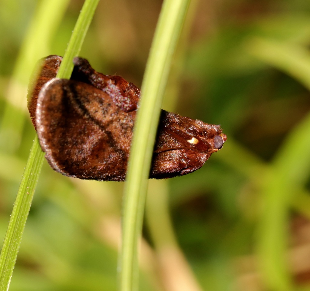 Hyphorma minax minor from 烏蛟騰 on June 11, 2017 by sk2 · iNaturalist