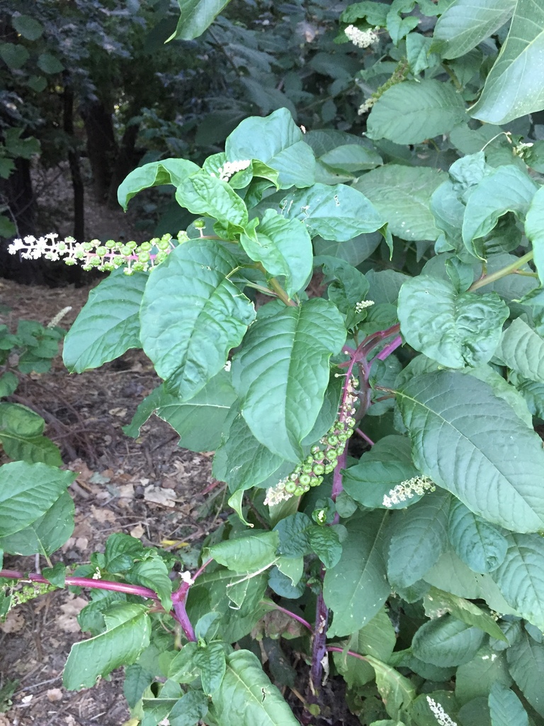 American pokeweed from Riverside Blvd, Sacramento, CA, US on July 09 ...