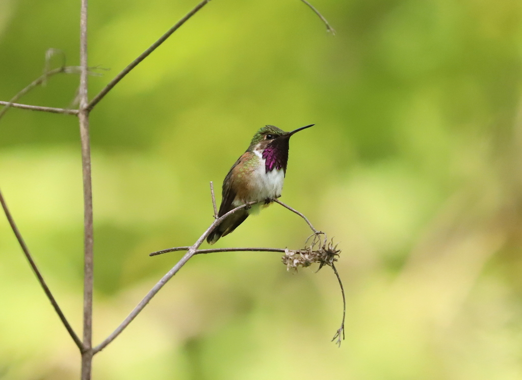 Bumblebee Hummingbird from El Barrial on July 11, 2020 at 11:03 AM by ...