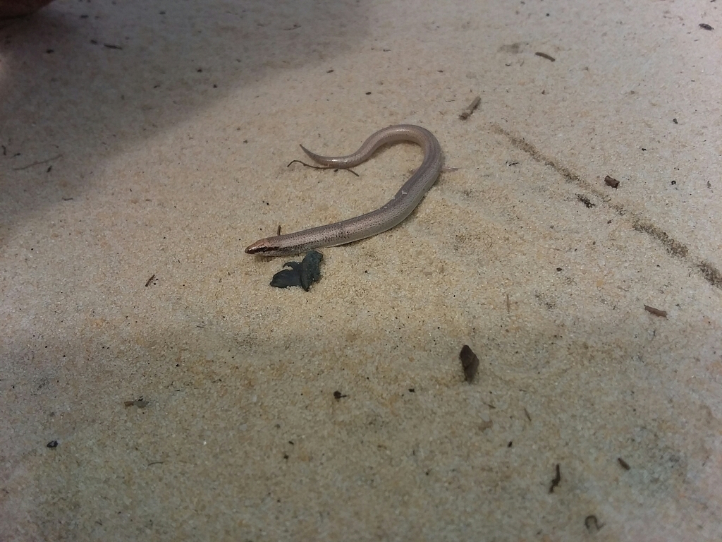 Florida Sand Skink in July 2020 by benewing · iNaturalist