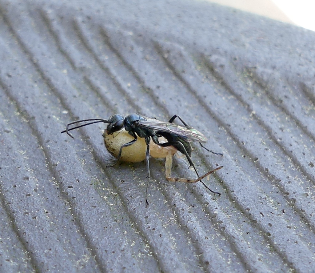 Auplopus in June 2020 by Ray G. Cama · iNaturalist