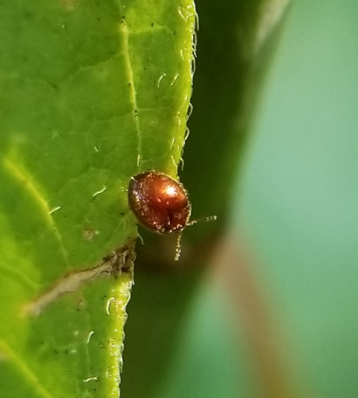 Anamorphidae in July 2020 by Serena Lynne · iNaturalist
