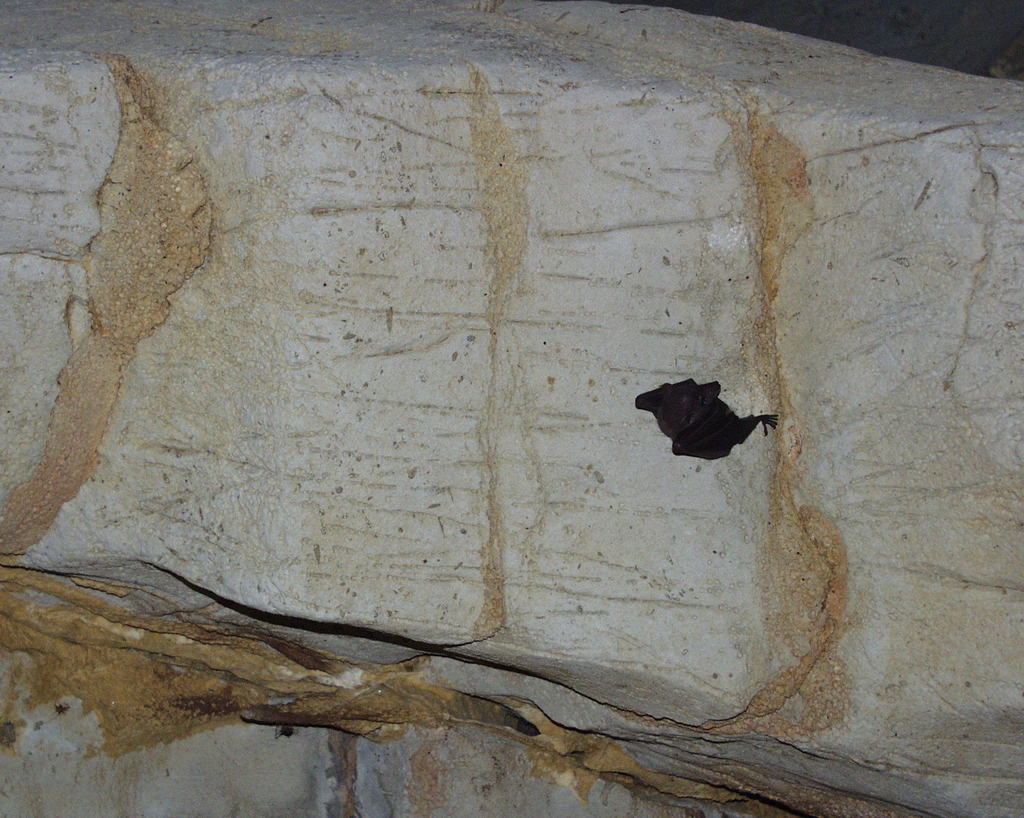 Madagascan Rousette in January 2004 by Errol Vela · iNaturalist