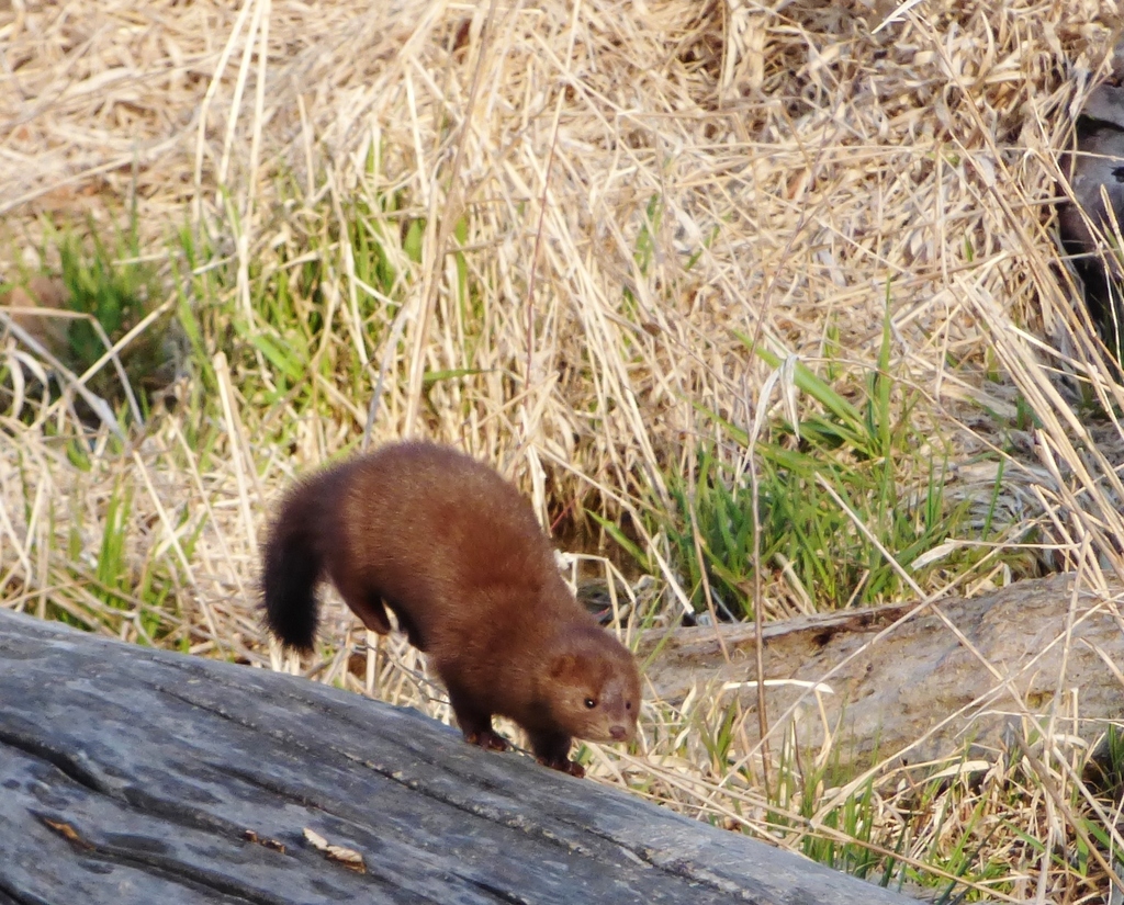 American Mink from Sarpy County, NE, USA on March 19, 2017 at 08:48 AM ...
