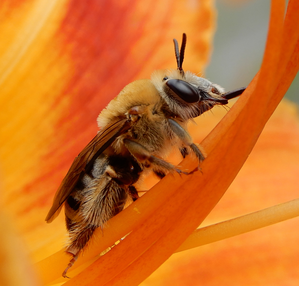 Pruinose Squash Bee from Islington-City Centre West, Toronto, ON ...