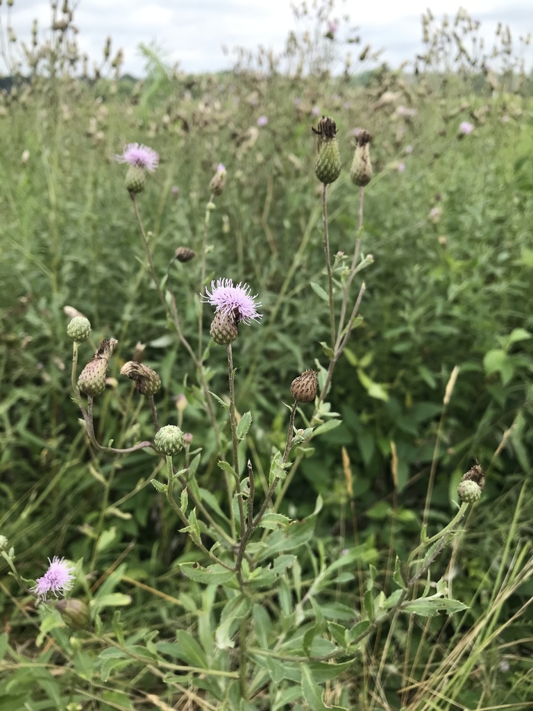 creeping thistle from North West Mercer Park, Pennington, NJ, US on ...