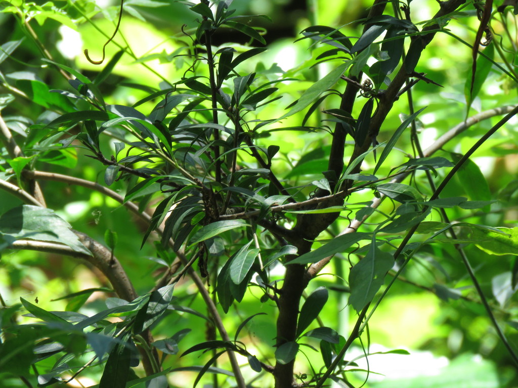 chilean pepper tree from Av. Paraná y El Río, La Lucila, Provincia de ...