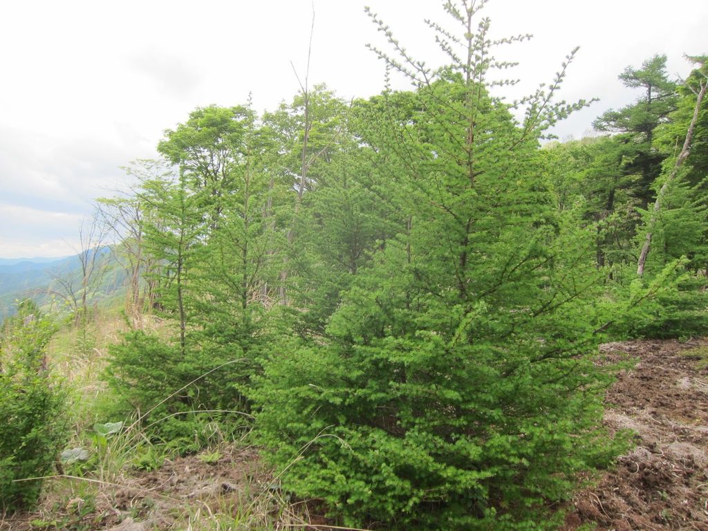 Japanese larch (Larix kaempferi) - Botanical Realm