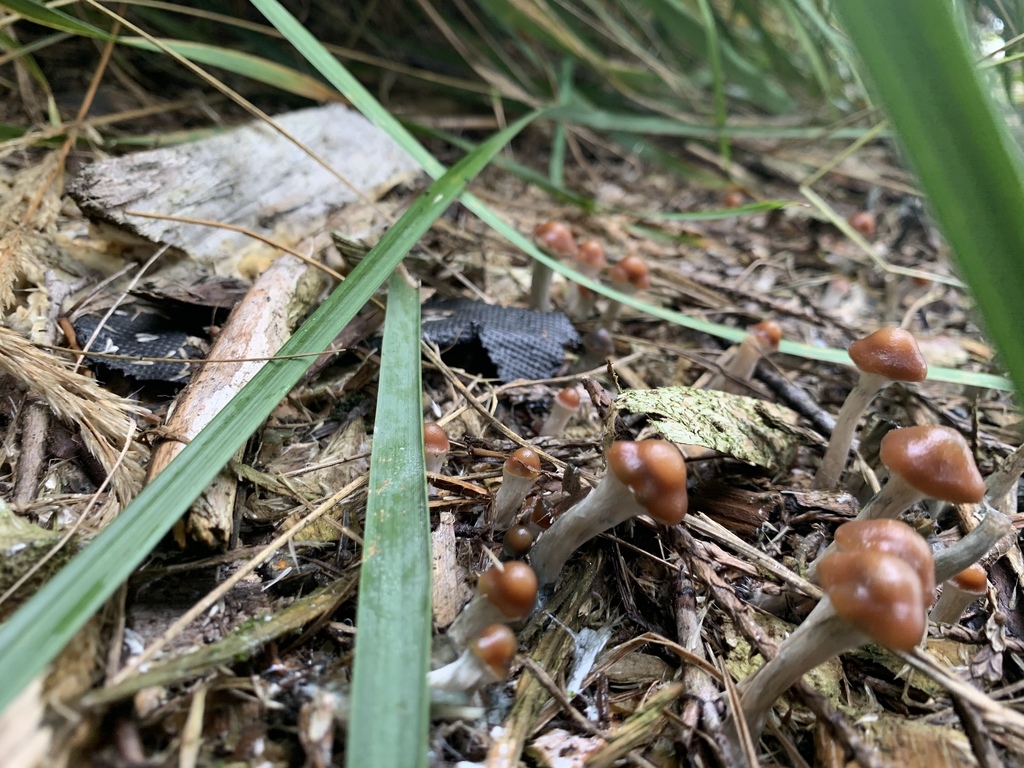 Wavy Cap in November 2019 by inoculatethewest. Young pinning of ...