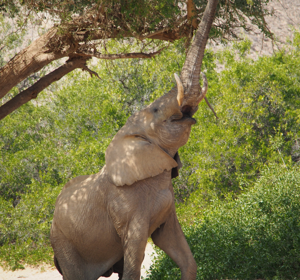 Proboscideans (Proboscidea) - Know Your Mammals