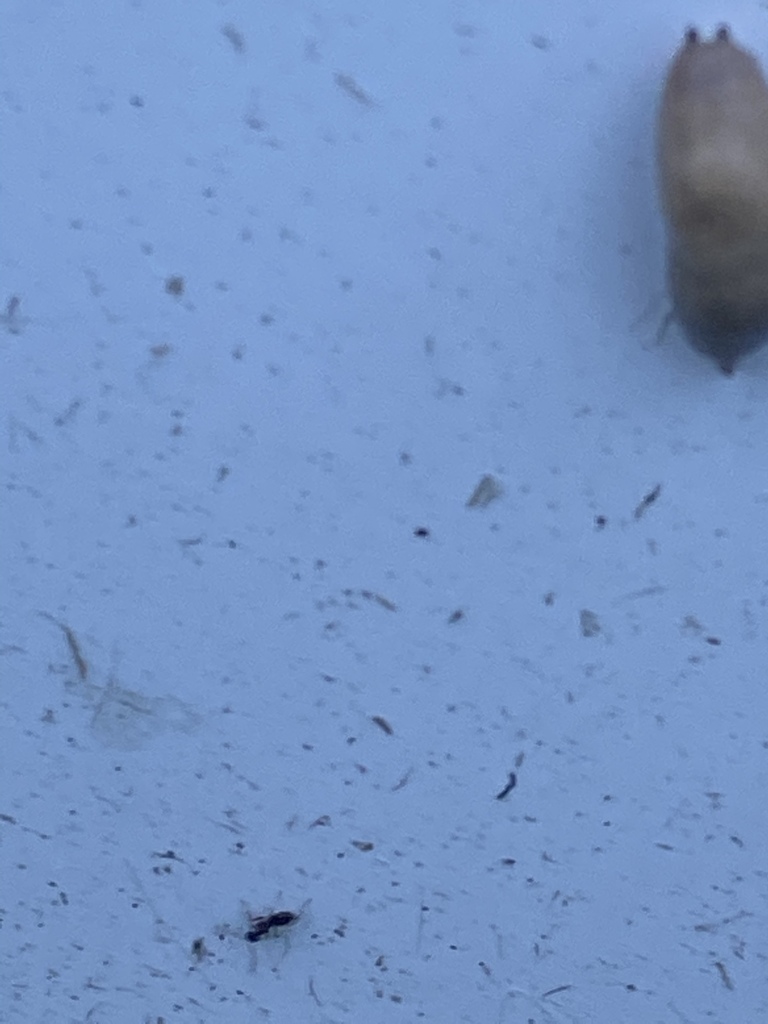 Ants from Long Island, Massapequa, NY, US on July 11, 2020 at 07:37 PM ...