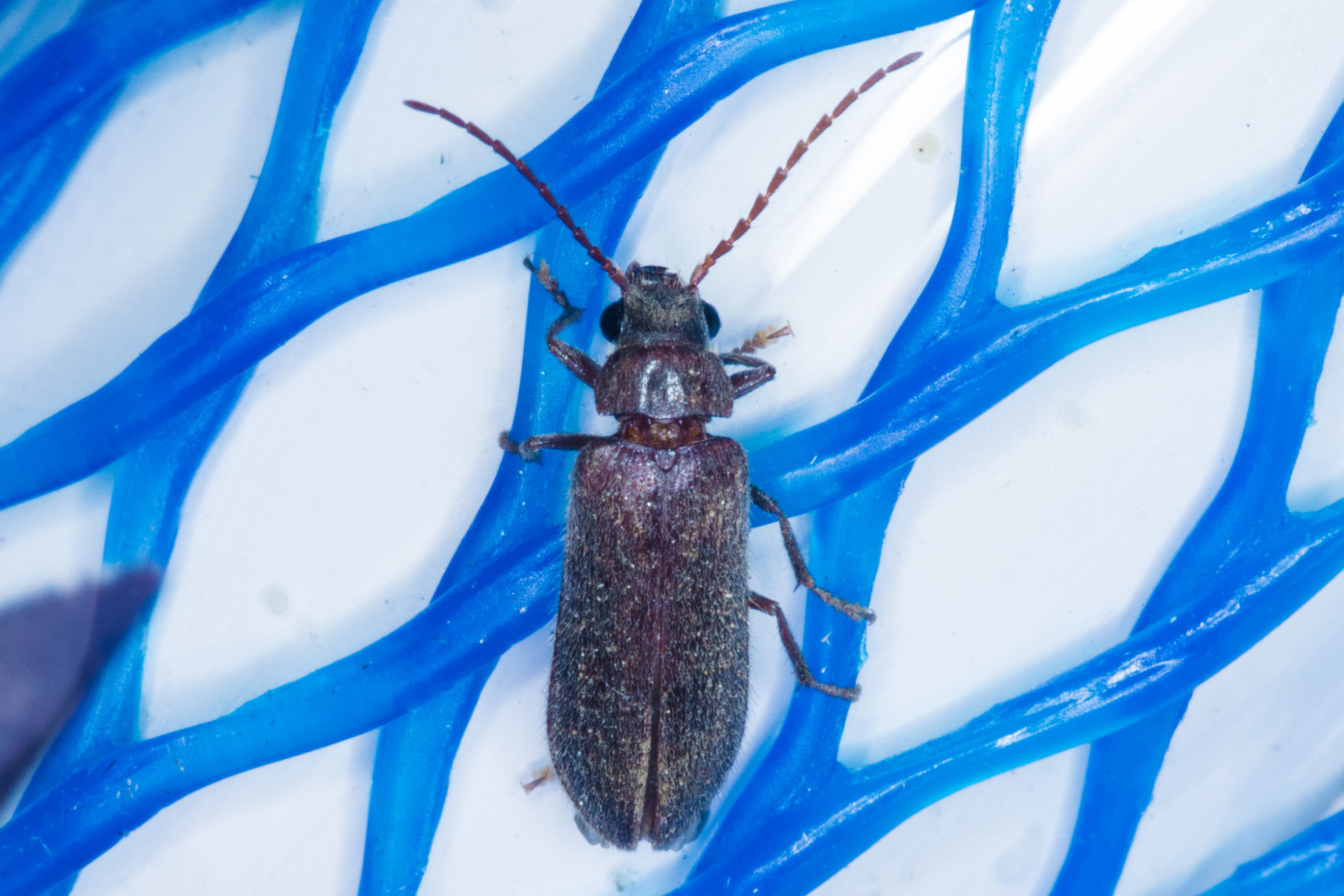 Dascillidae