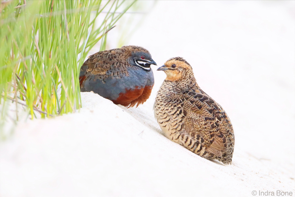 Blue-breasted Quail (Birds of Sydney NSW Australia ) · iNaturalist