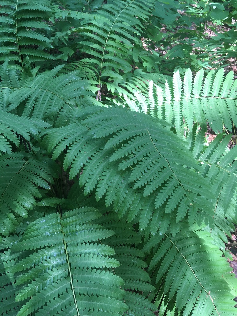 interrupted fern from Cunningham Falls State Park, Thurmont, MD, US on ...