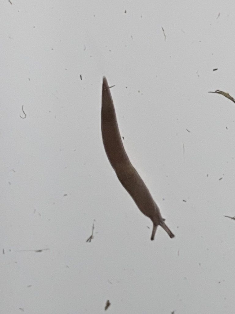 Meadow Slug from Long Island, Massapequa, NY, US on July 11, 2020 at 08 ...