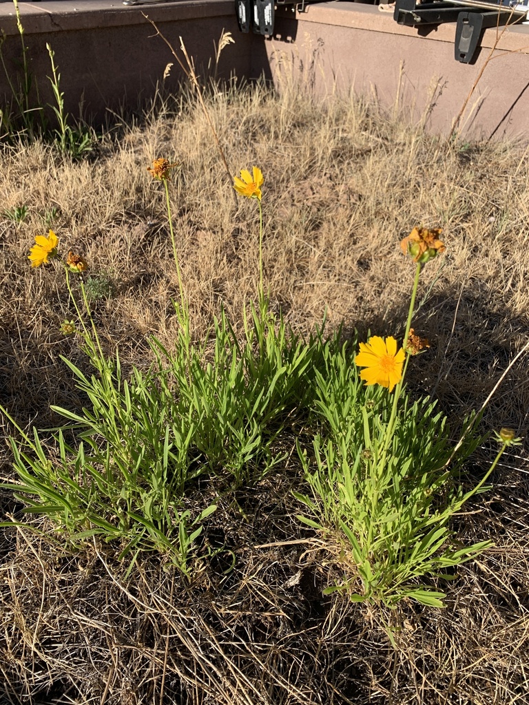 Prairie Coreopsis from Apache National Forest, Alpine, AZ, US on July 8 ...