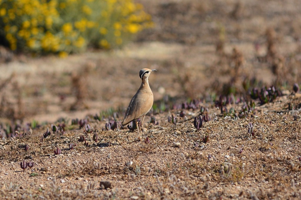 (Cursorius cursor cursor) - Avian Discovery