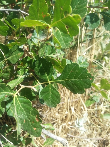 Fragrant Sumac (Flowering Shrubs of Appalachia) · iNaturalist