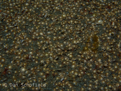 Operculina ammonoides · iNaturalist