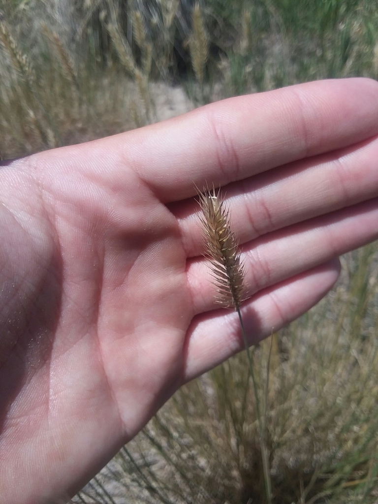 Crested Wheatgrass from Fort Collins, CO 80526, USA on July 11, 2020 at ...